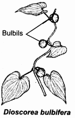 In Dioscorea - Tardigrade