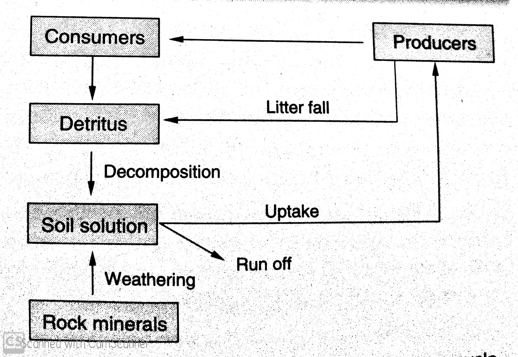 Phosphorus Cycle Flow Chart