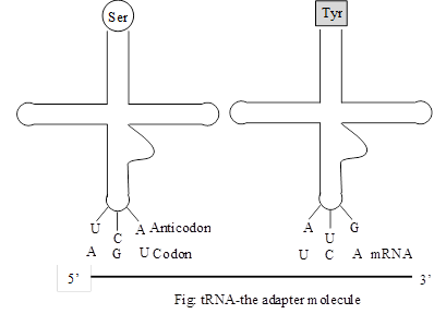 Which of the following RNA is known as an adaptor molecule?