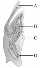 Given below is the diagrammatic sketch of a longitudinal section of ...