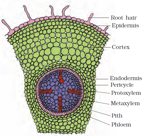 Identify the correct sequence of pathway of water through the root tissues: