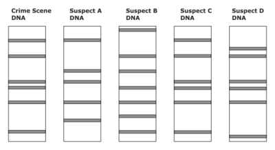 Using the tissue sample found at the crime scene, the forensic ...