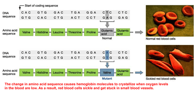 Identify the correct option. The following are the two peptide chains ...