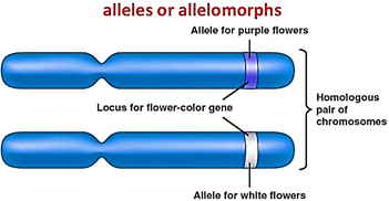 Alleles are - Tardigrade