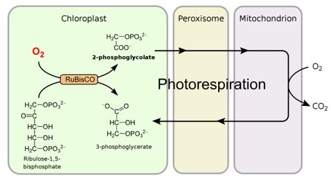 The correct sequence of cell organelles during photorespiration is: