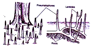 Pneumatophores ara common in halophytes of saline swampy soil of sea ...