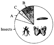 Identify A, B and C regarding the pattern of invertebrate global ...