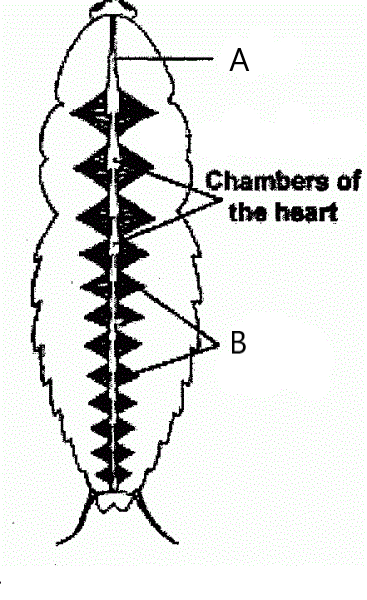 Refer To The Diagram Given Below And Identify A And B 