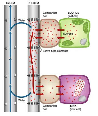 Bidirectional translocation of solutes takes place in: