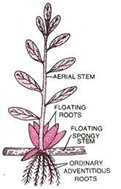 An aquatic plant which has spongy breathing roots is