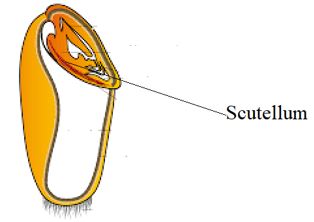 A large persistent cotyledon in the embryo of the wheat grain is called