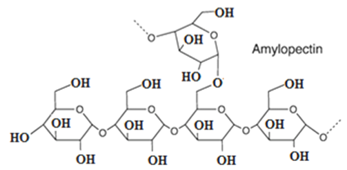 Amylopectin is composed of - Tardigrade