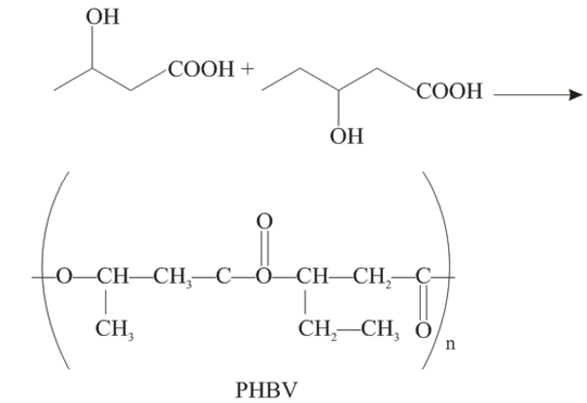 Poly-3-hydroxybutyrate-co-3-hydroxyvalerate (PHBV) is a copolymer of
